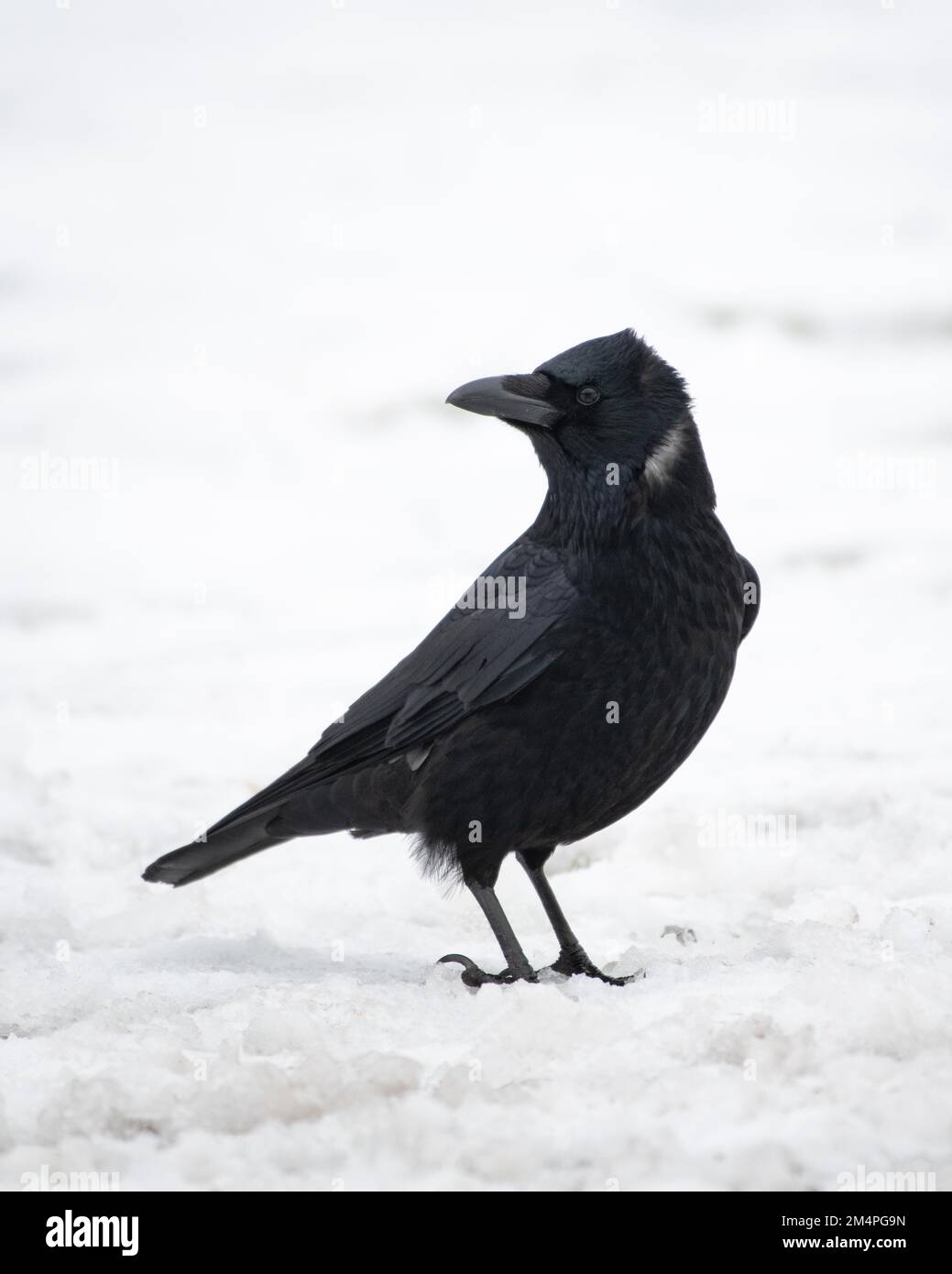 Carrion crow (Corvus corone), in winter at Lake Oejendorf, Hamburg ...