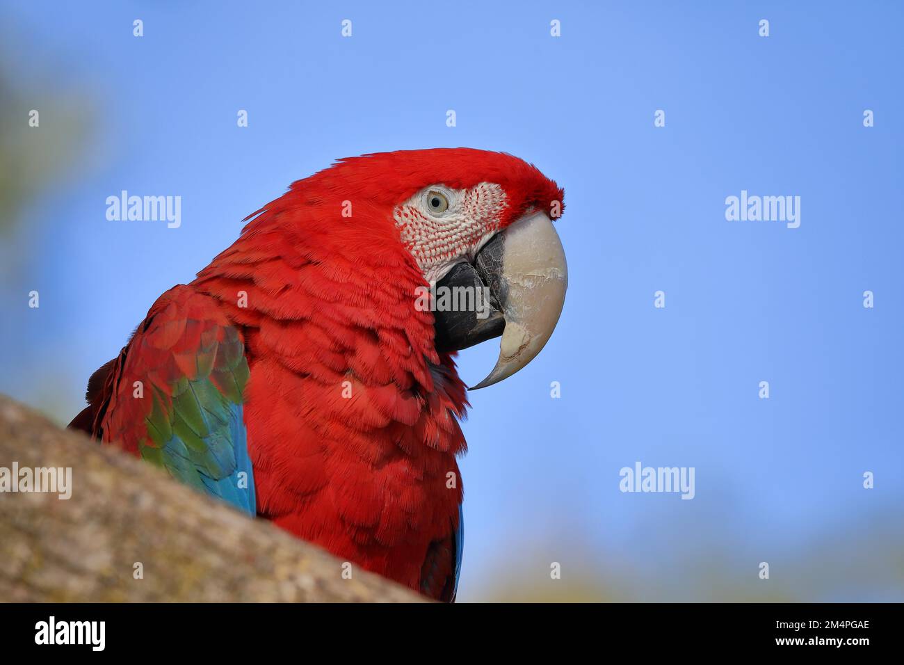 Red macaw face hi-res stock photography and images - Alamy
