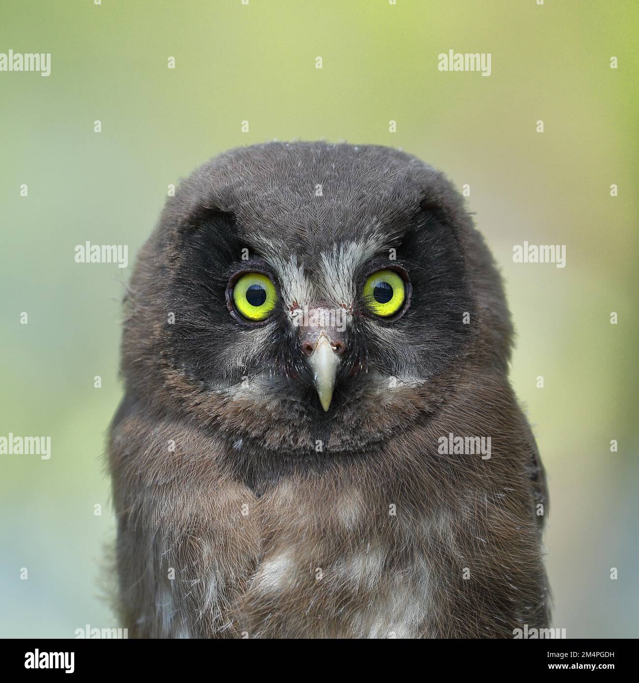 Frontal view hi-res stock photography and images - Alamy