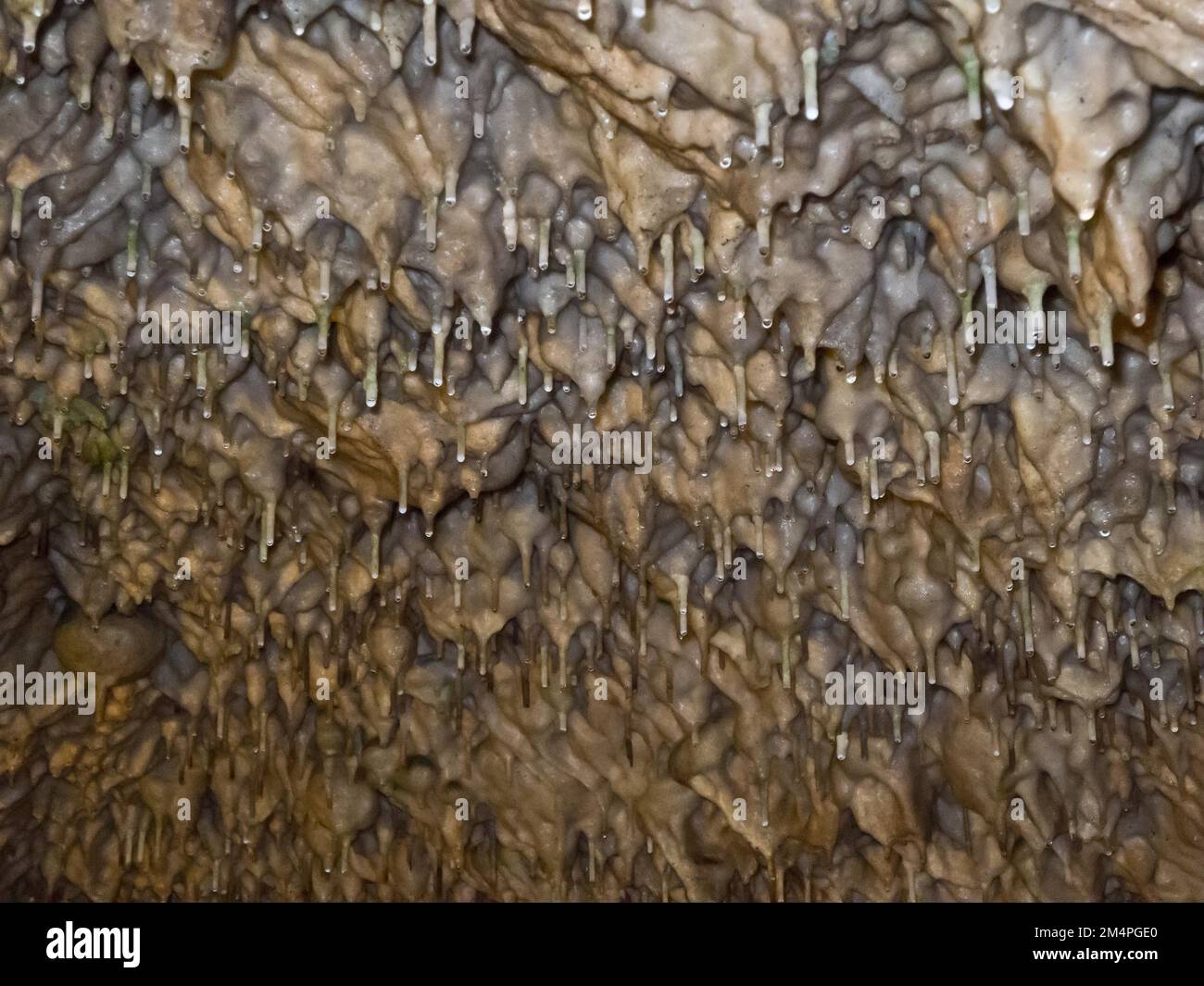 Stalactite formations in the Baerenhoehle, Karlshoehle, Erpfinger ...