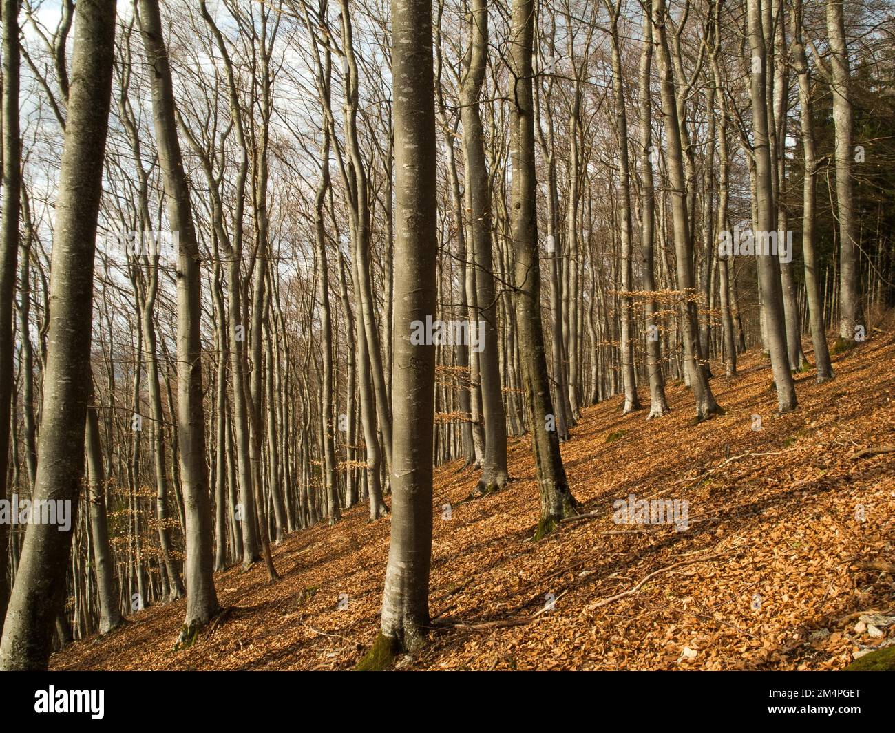 Autumn leaves in the forest, Platthalde near Unterbaldingen, Bad ...