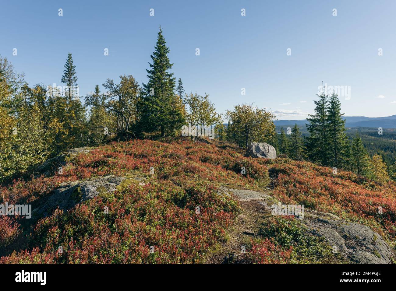 A beautiful scenery of fall foliage on a hilltop of the Totenaasen ...