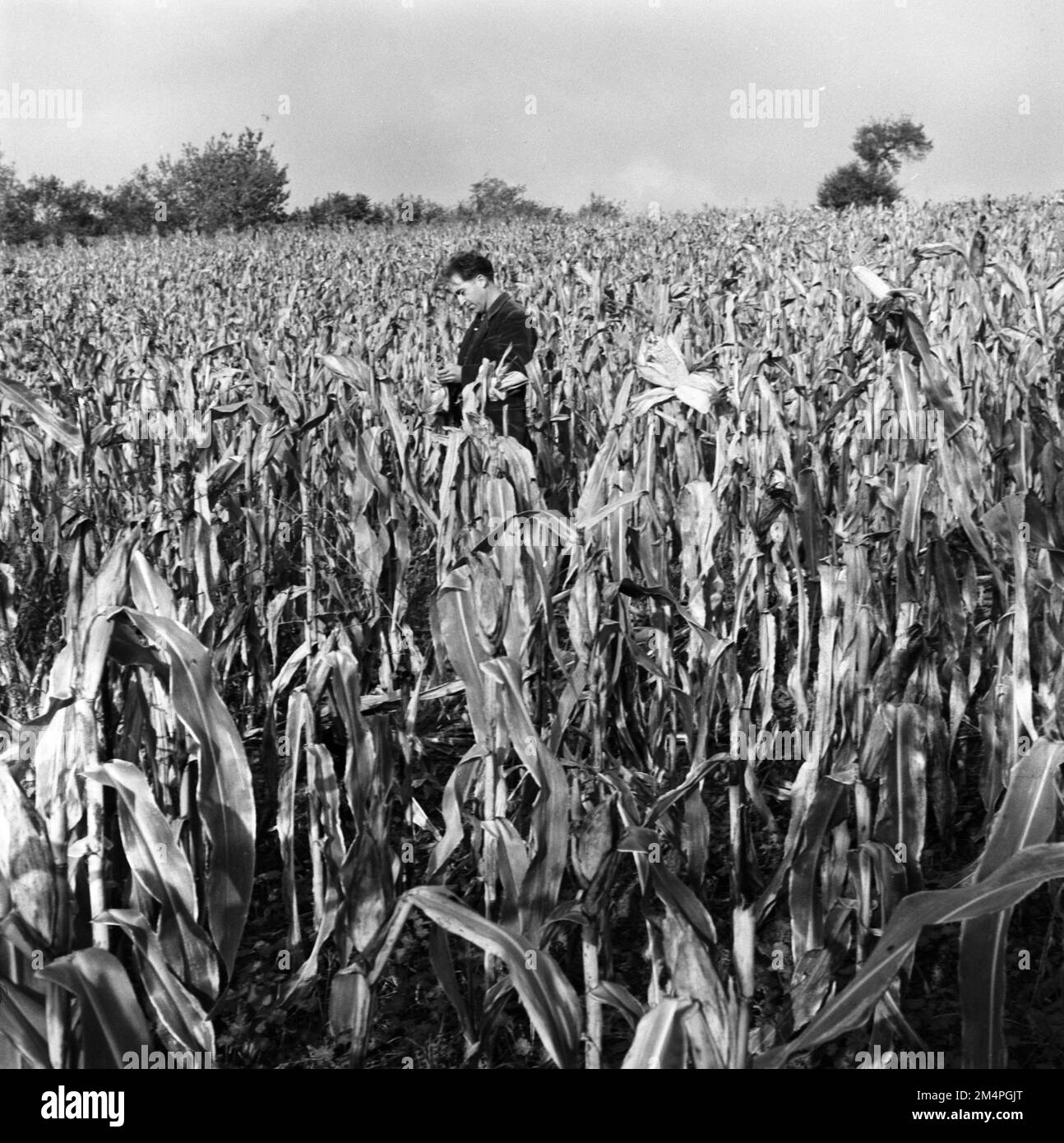 Hybrid Corn - Visit to Mr. Norbert Peymiron at Lyss. Photographs of ...