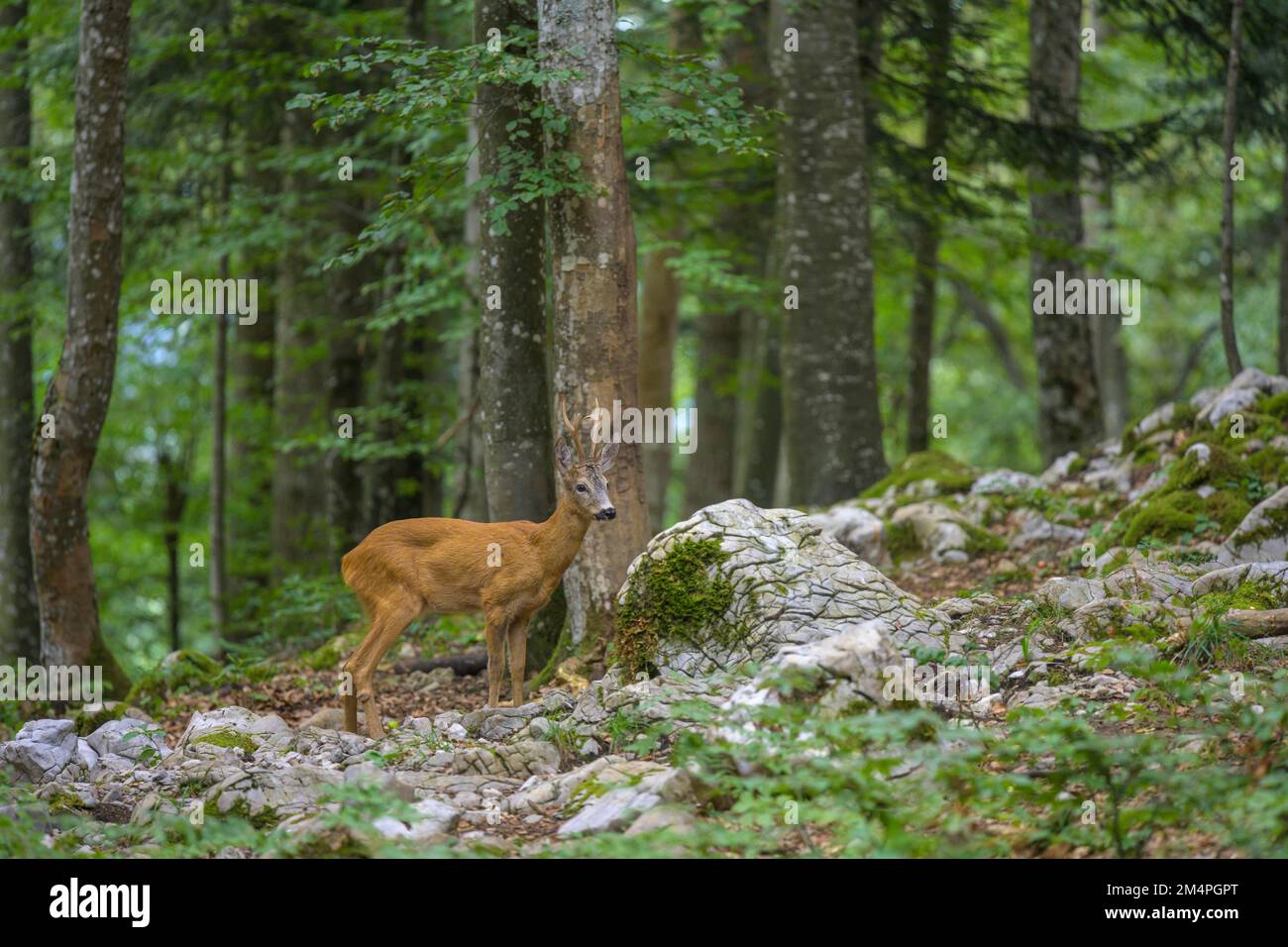 European roe deer (Capreolus capreolus), Markovec, Loska Dolina ...