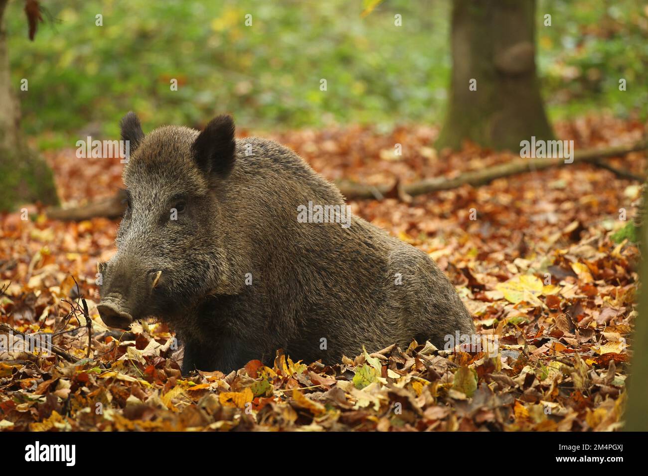 Wild boar (Sus scrofa) Boar sitting attentively in the colourful autumn ...