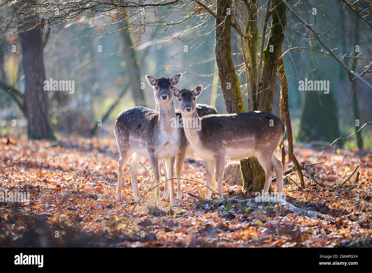 European fallow deer (Dama dama) doe standing in a forest, Bavaria ...