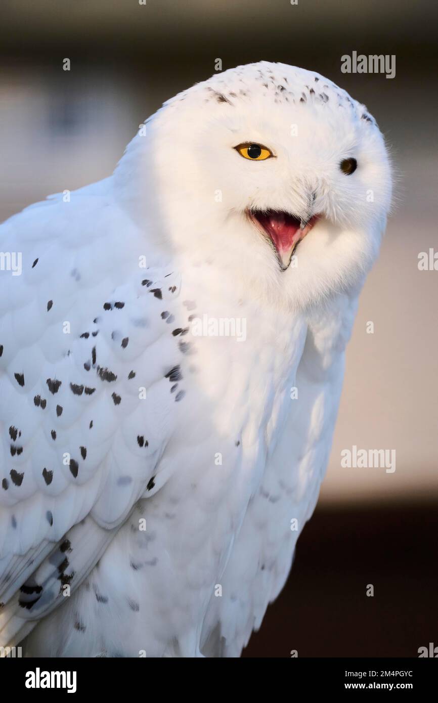 Close-up of a Snowy owl (Bubo scandiacus) crying, captive, Germany ...