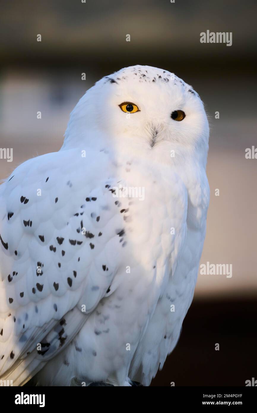 Close-up of a Snowy owl (Bubo scandiacus), captive, Germany Stock Photo ...