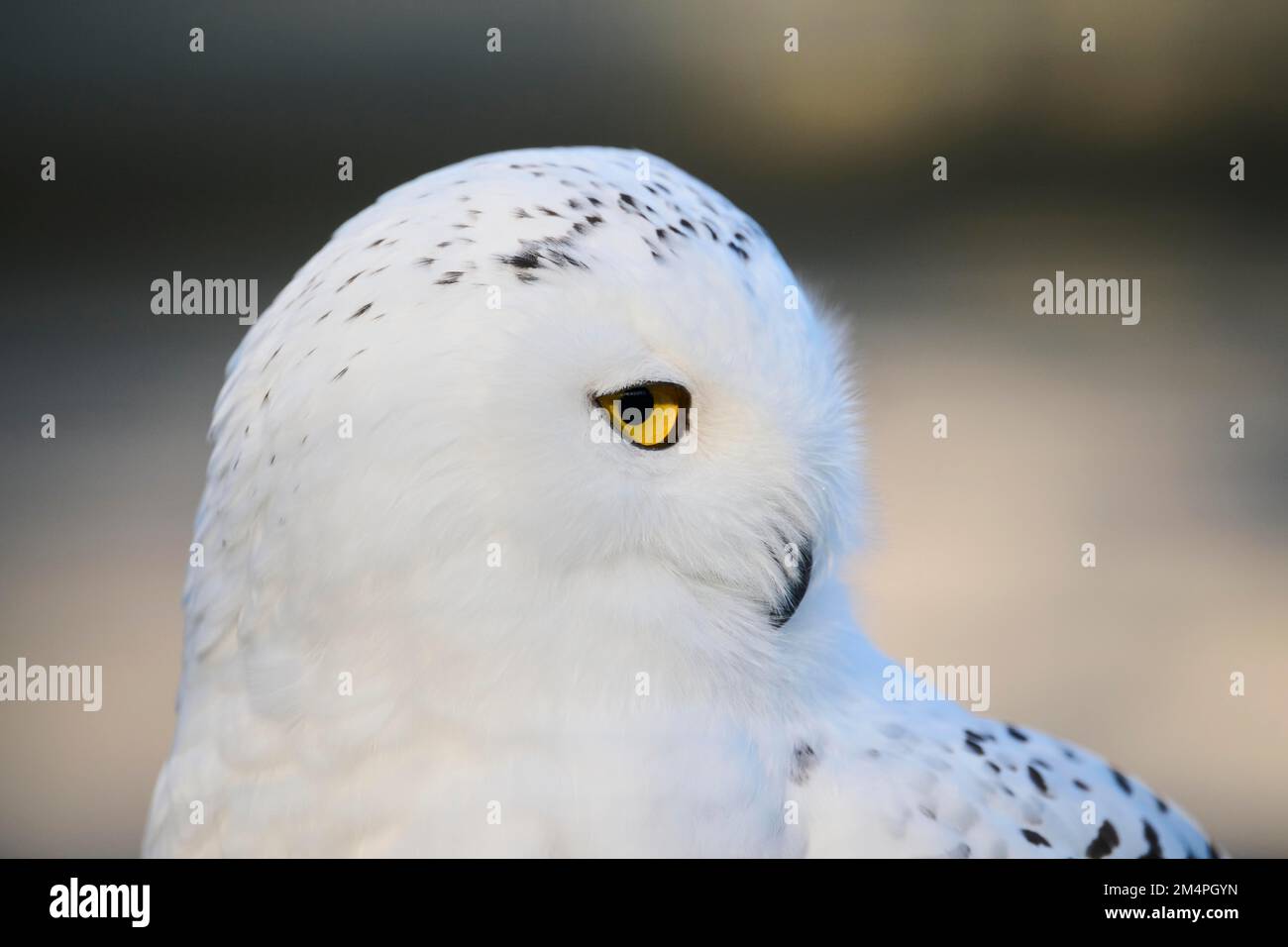 Close-up of a Snowy owl (Bubo scandiacus), captive, Germany Stock Photo ...