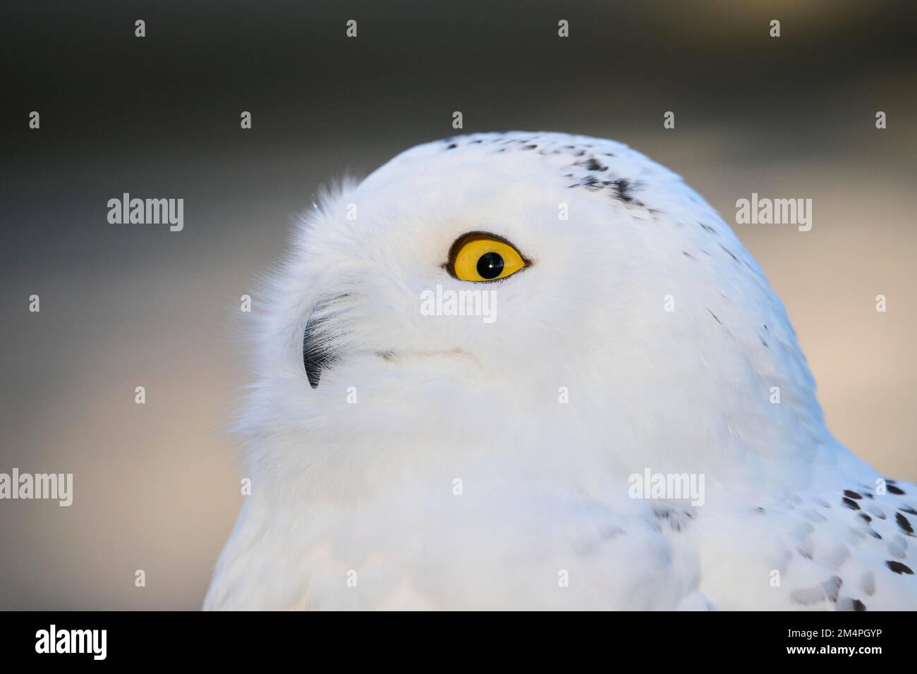 Close-up of a Snowy owl (Bubo scandiacus), captive, Germany Stock Photo ...