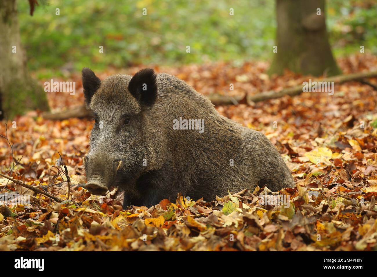 Wild boar (Sus scrofa) Boar sitting attentively in the colourful autumn ...