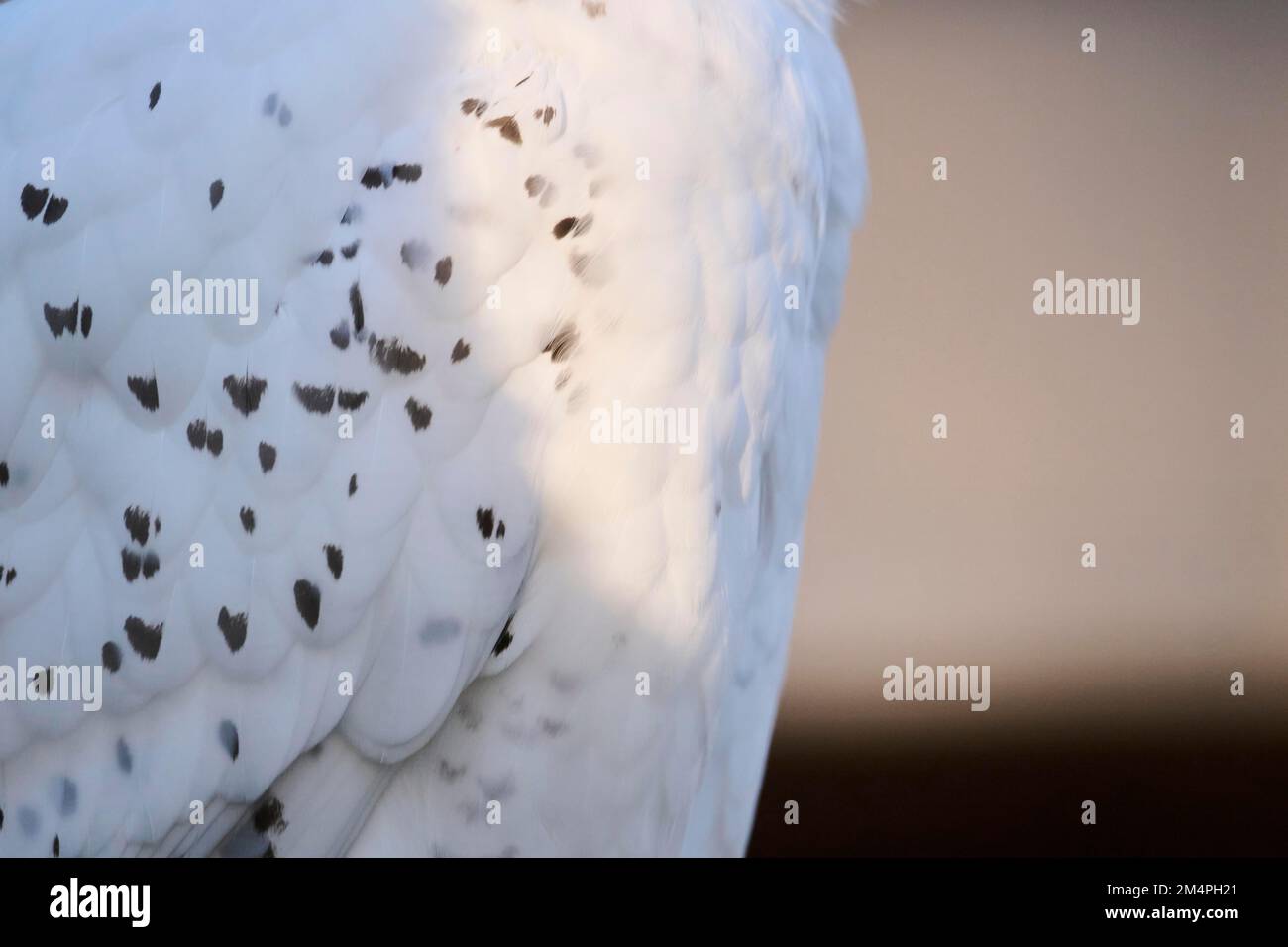 Close-up of a Snowy owl (Bubo scandiacus), captive, Germany Stock Photo ...