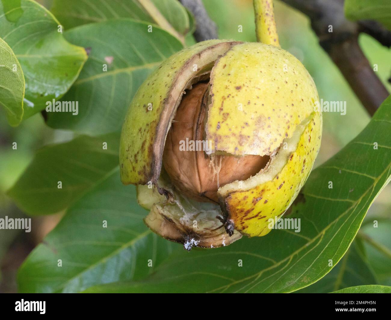 Ripe persian walnut (Juglans regia) appears from the opening shell ...