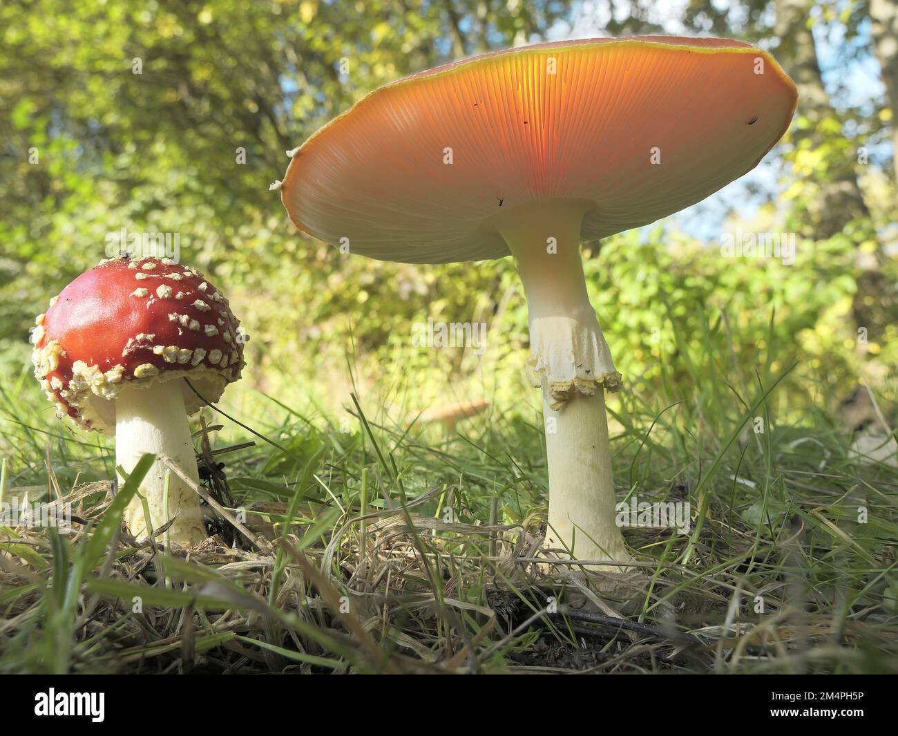 Fly agarics (Amanita muscaria) growing at the edge of a forest, North ...