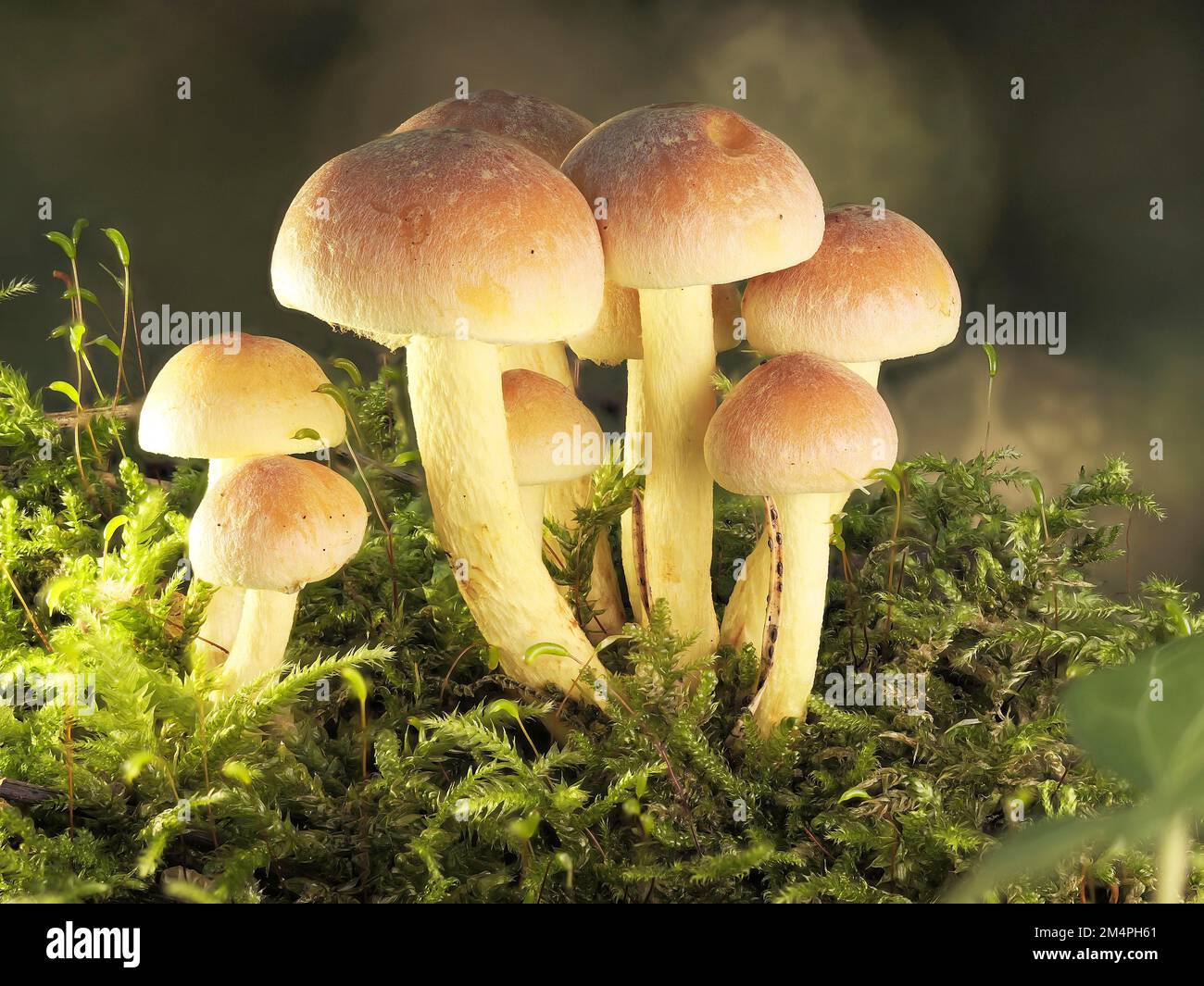 Group of green-leaved sulphur tuft (Hypholoma fasciculare), North Rhine ...