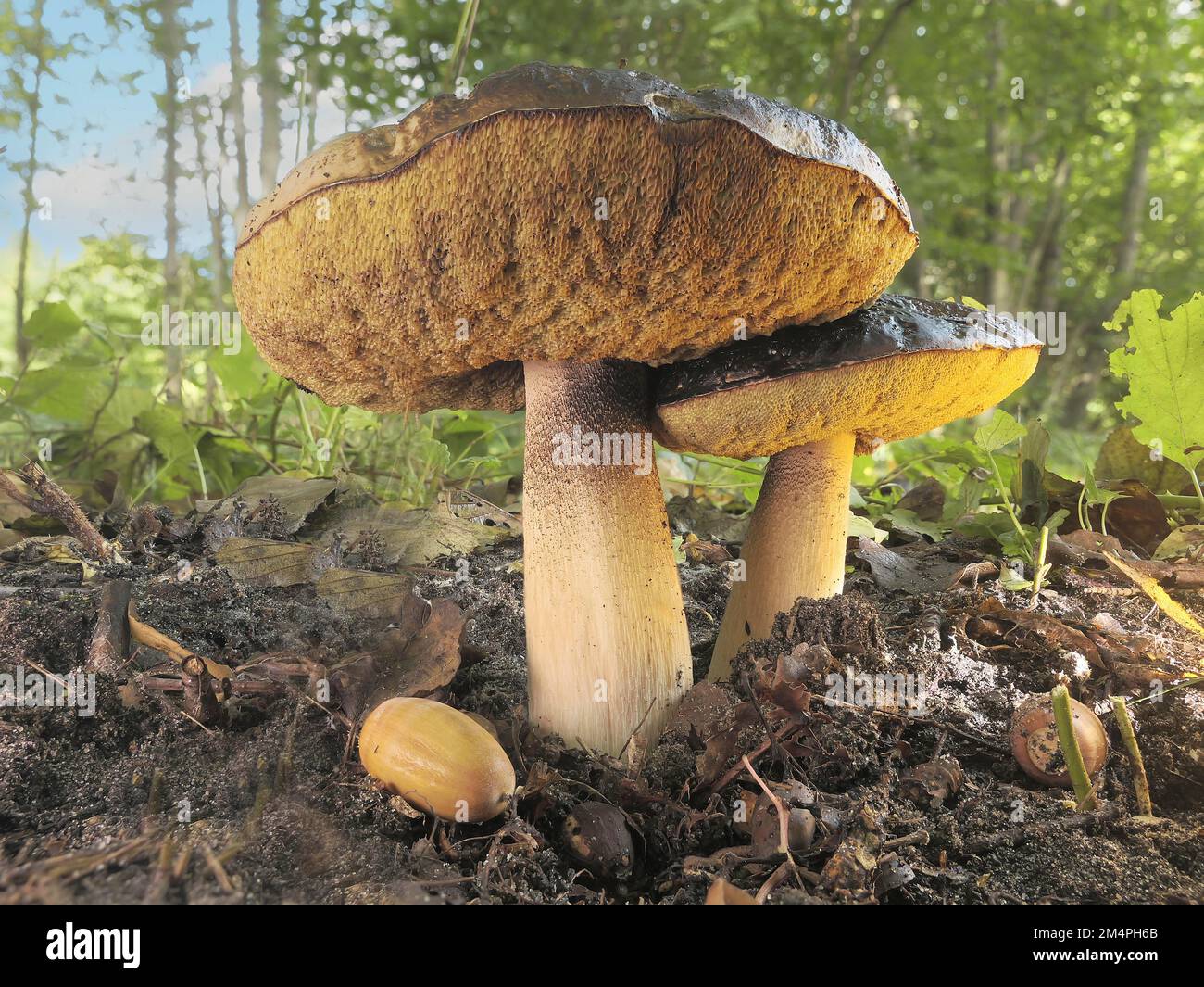 King bolete (Boletus edulis) overripe mushroom growing under oaks in ...