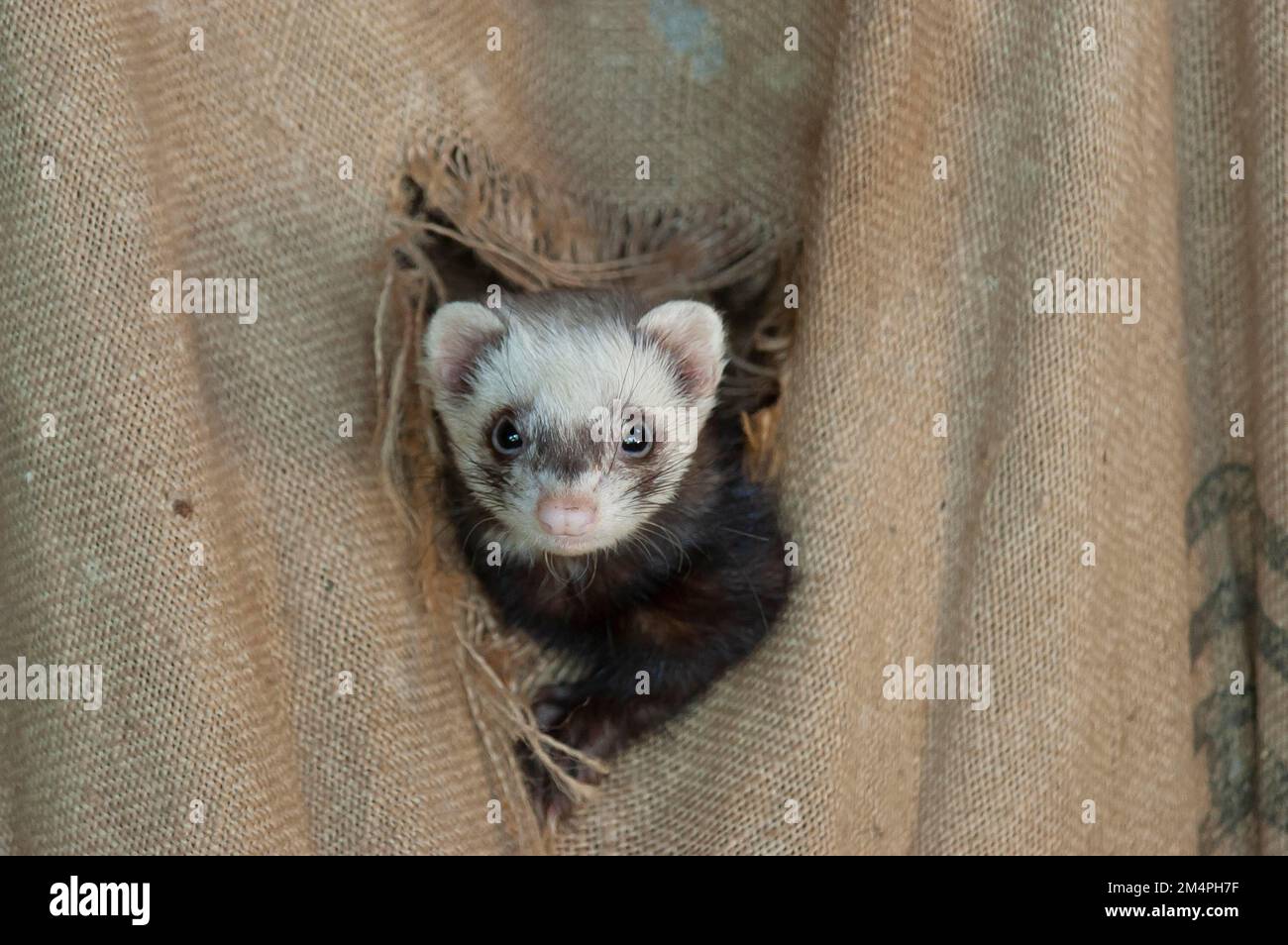 Polecat ferret hi-res stock photography and images - Alamy