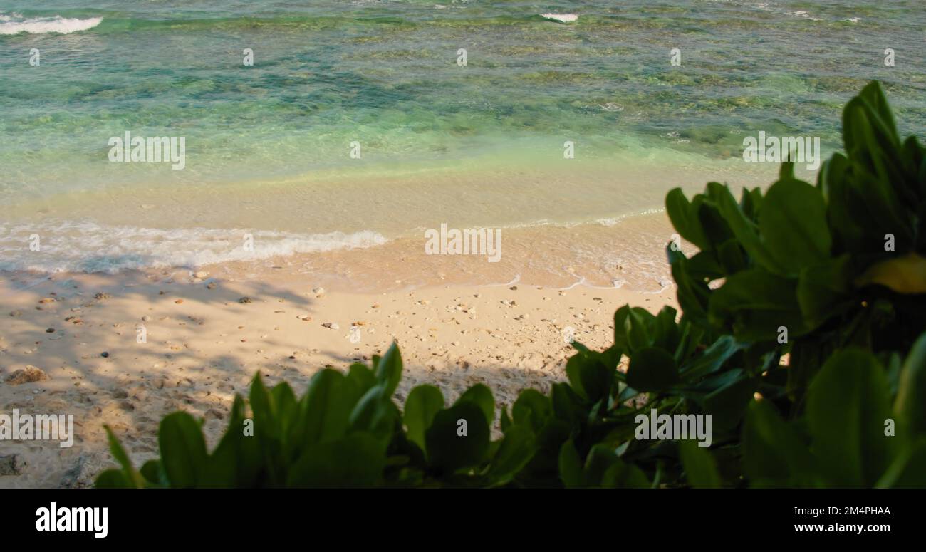 Green leaf bush at the beach on paradise island, perfect getaways for ...