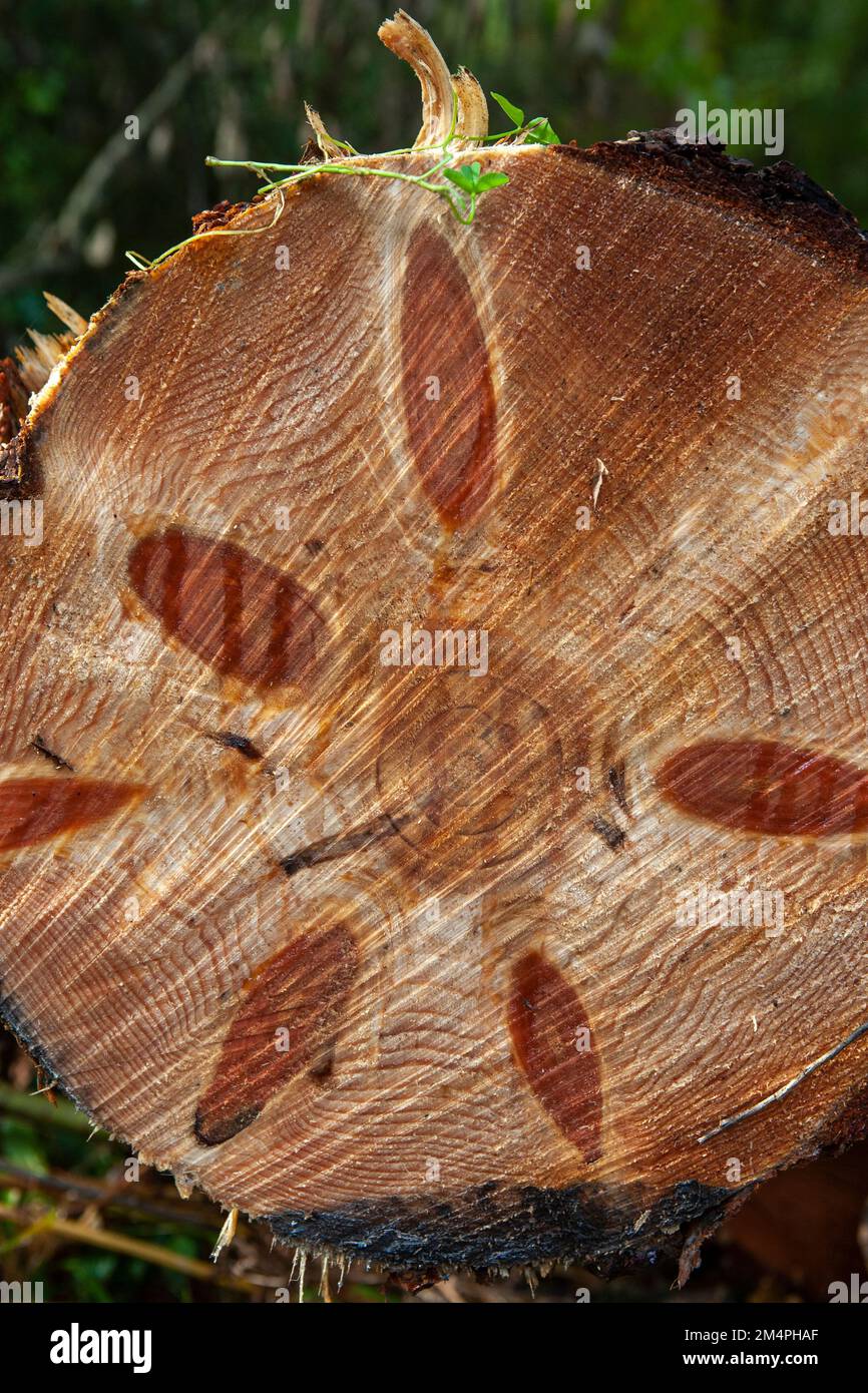 Cross-section of a sawn-off larch tree log: West Walk, Forest of Bere ...