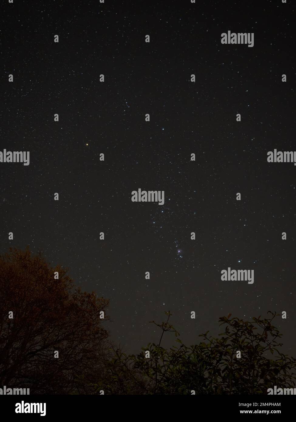 The constellation of Orion in December starry sky over Sussex, England ...