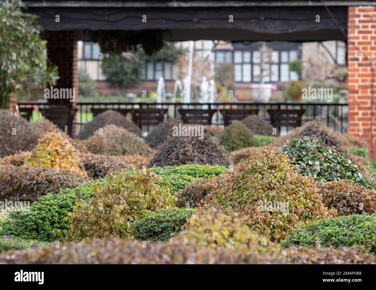 The formal Knot Garden with neat clipped cone shaped topiary bushes and ...
