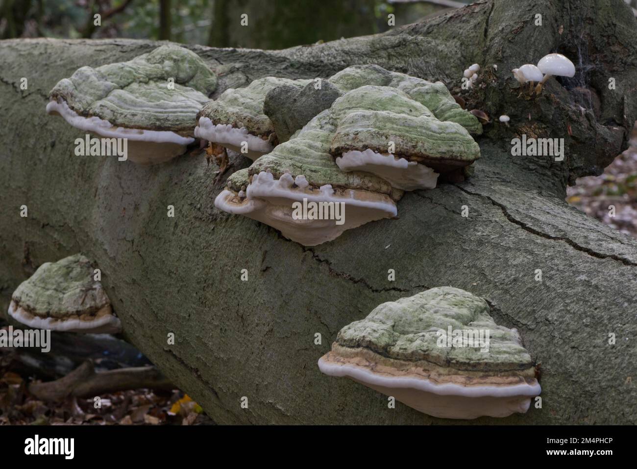 Dead copper porcelain fungi (Oudemansiella mucida), Emsland, Lower ...