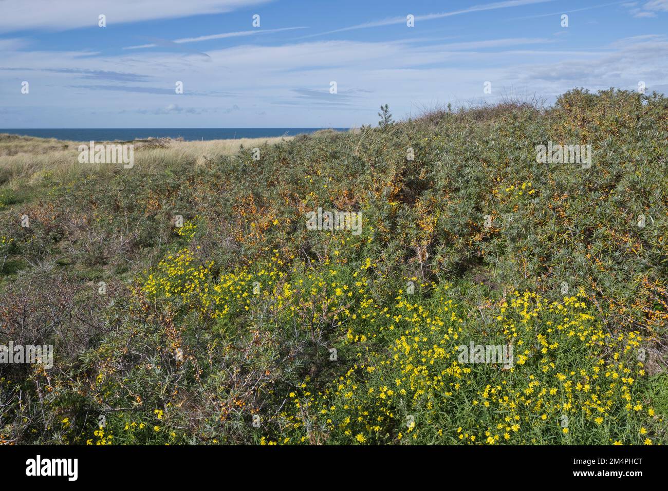 Beach dunes overgrown with sea buckthorn (Hippophae rhamnoide) and ...