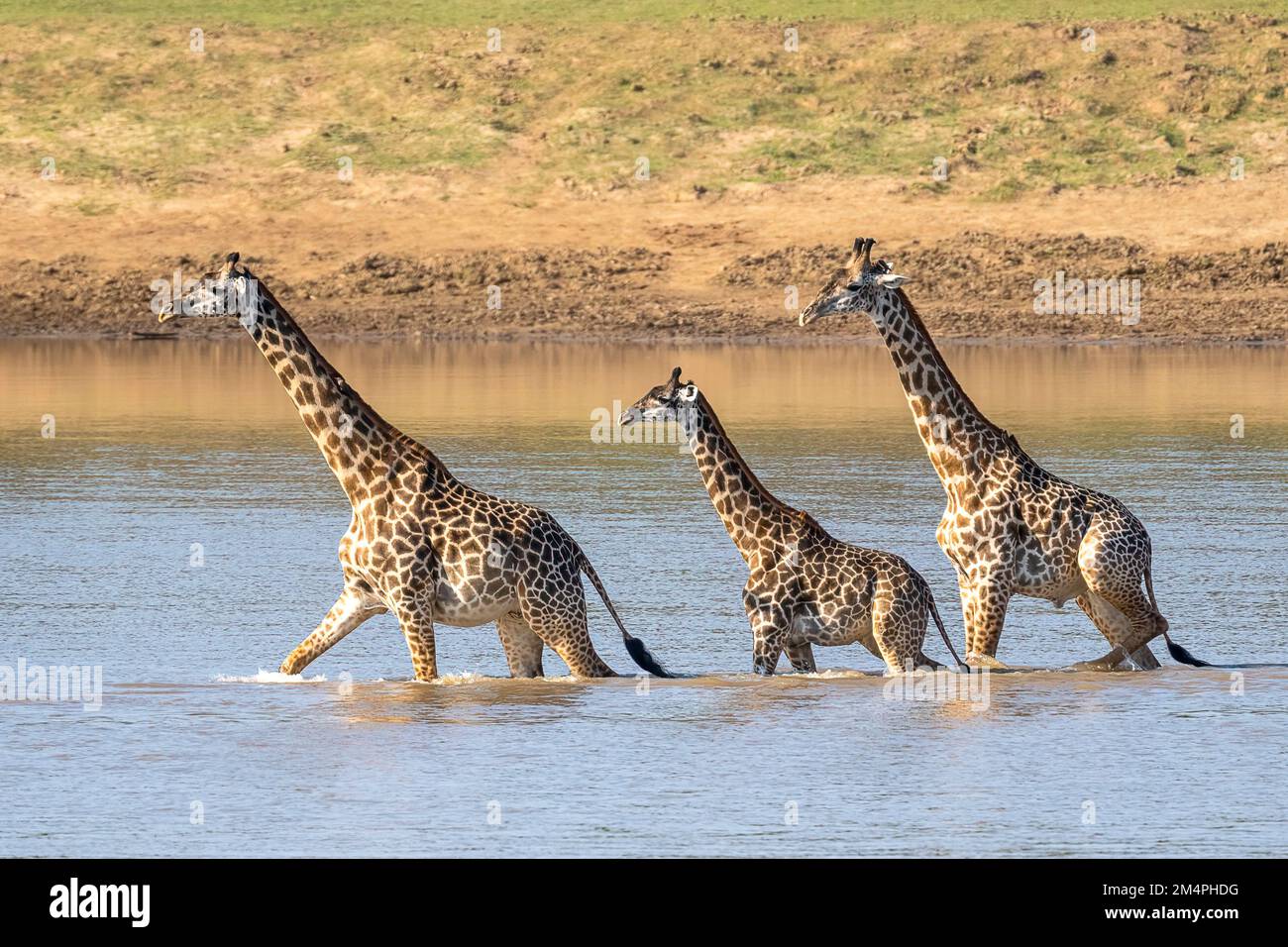 Giraffes Swimming