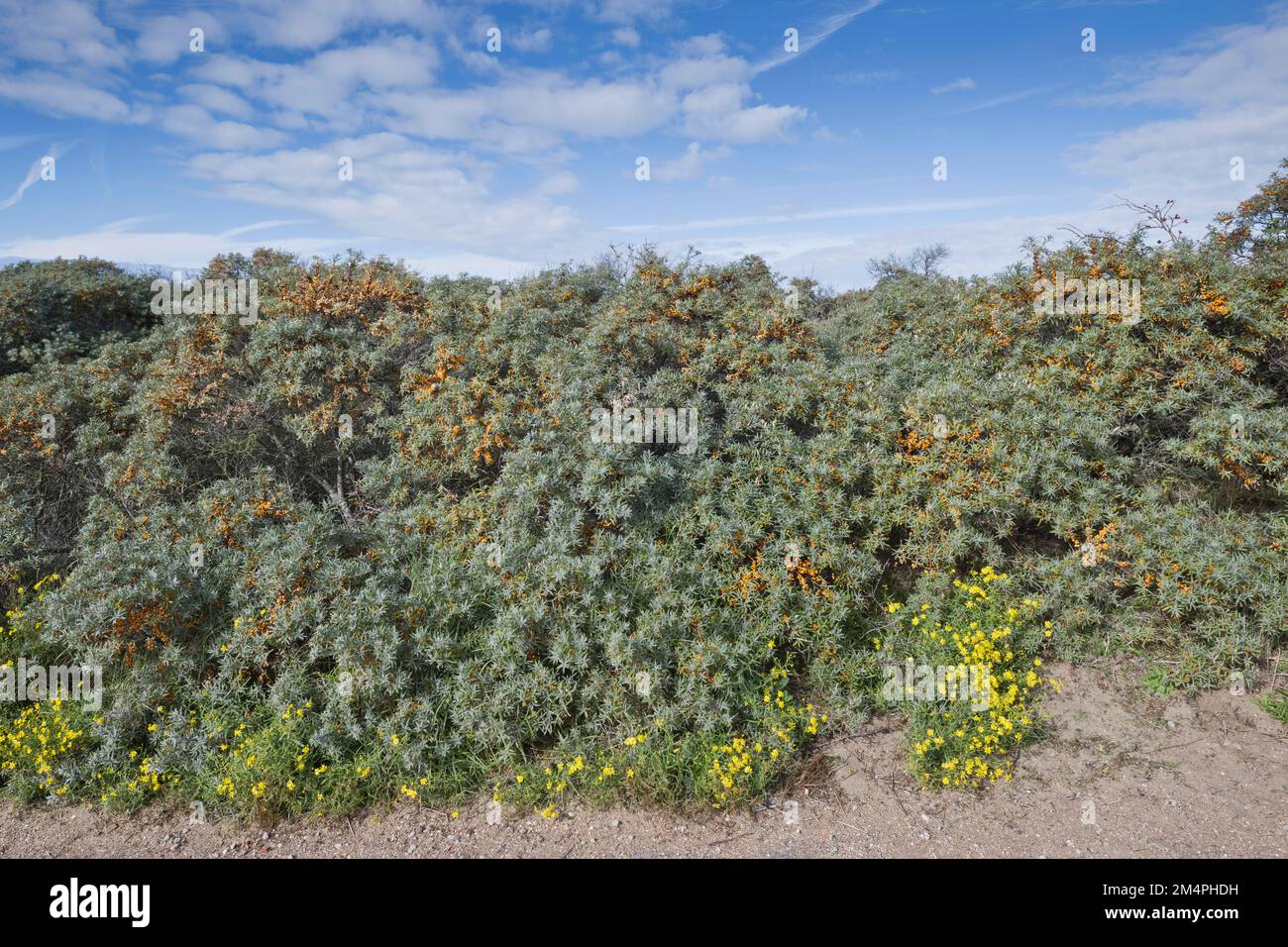 Beach dunes overgrown with sea buckthorn (Hippophae rhamnoide) and ...