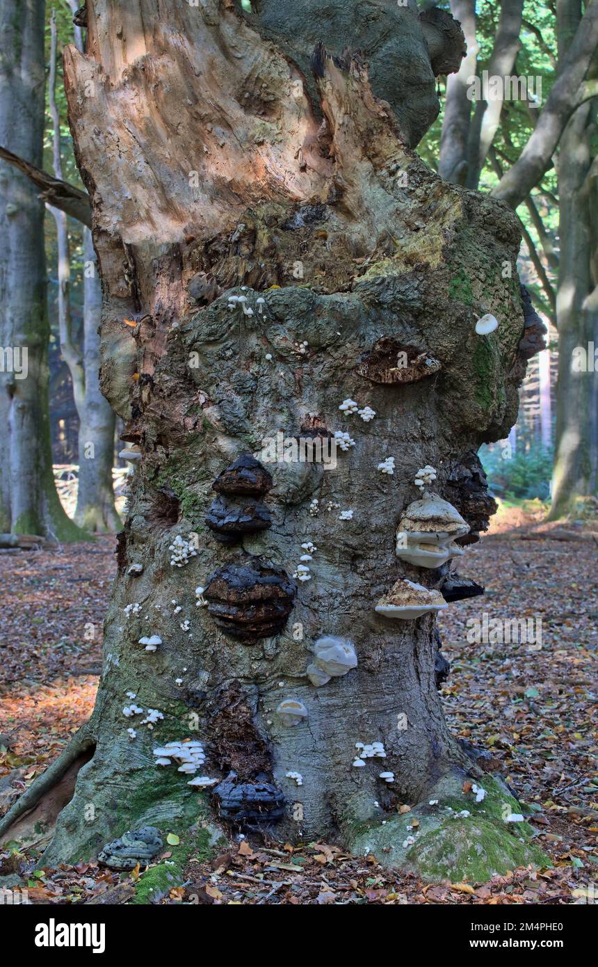 Dead copper porcelain fungi (Oudemansiella mucida), Emsland, Lower ...