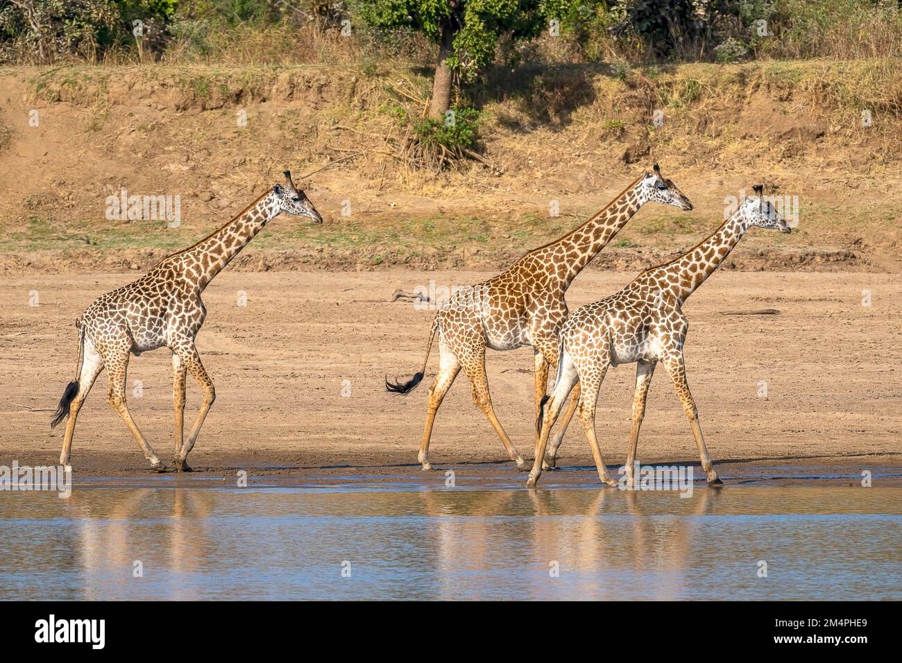 Rhodesian giraffe (Giraffa camelopardalis thornicrofti), group on ...
