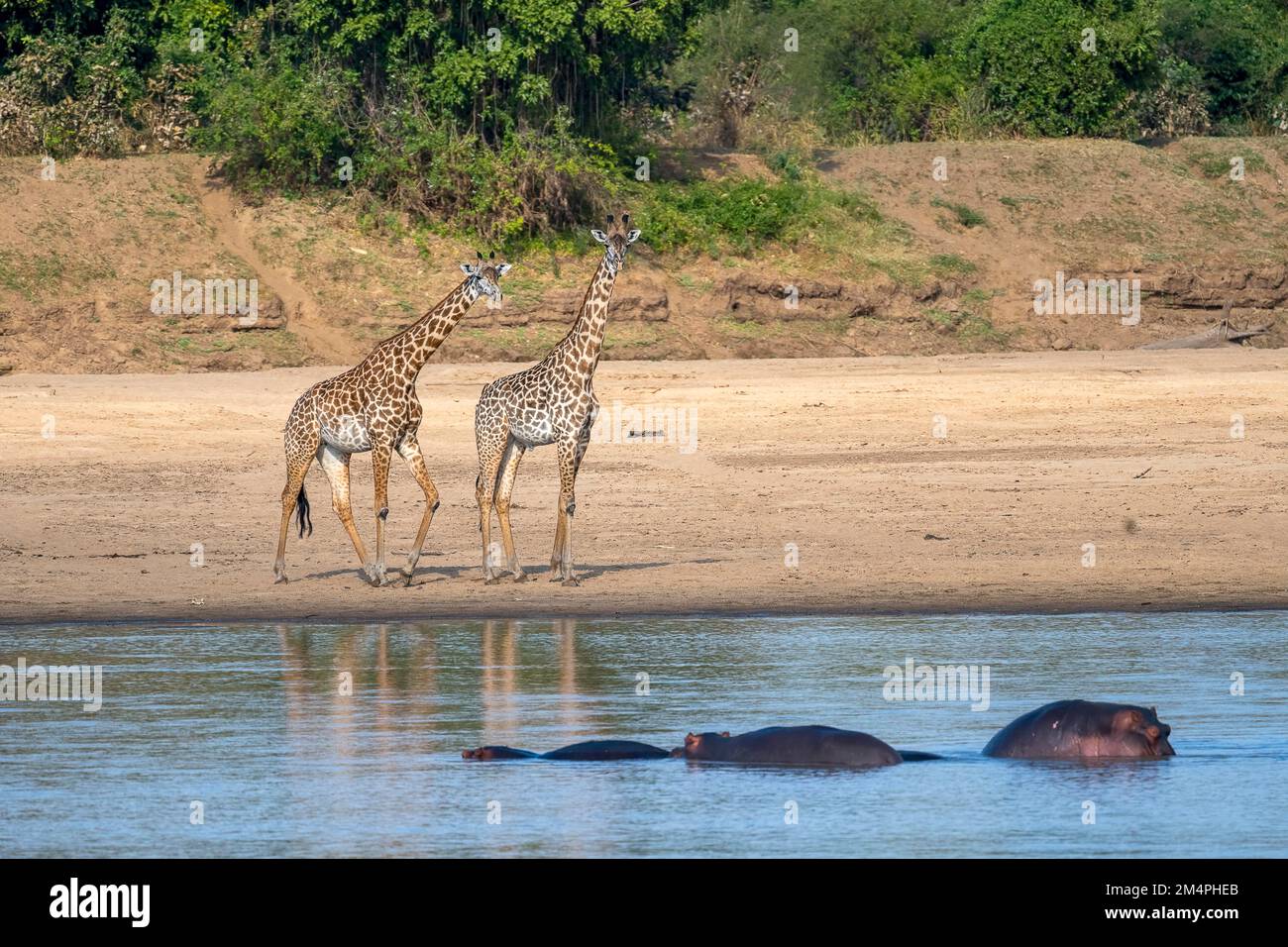 Rhodesian giraffe (Giraffa camelopardalis thornicrofti), 2 animals on ...