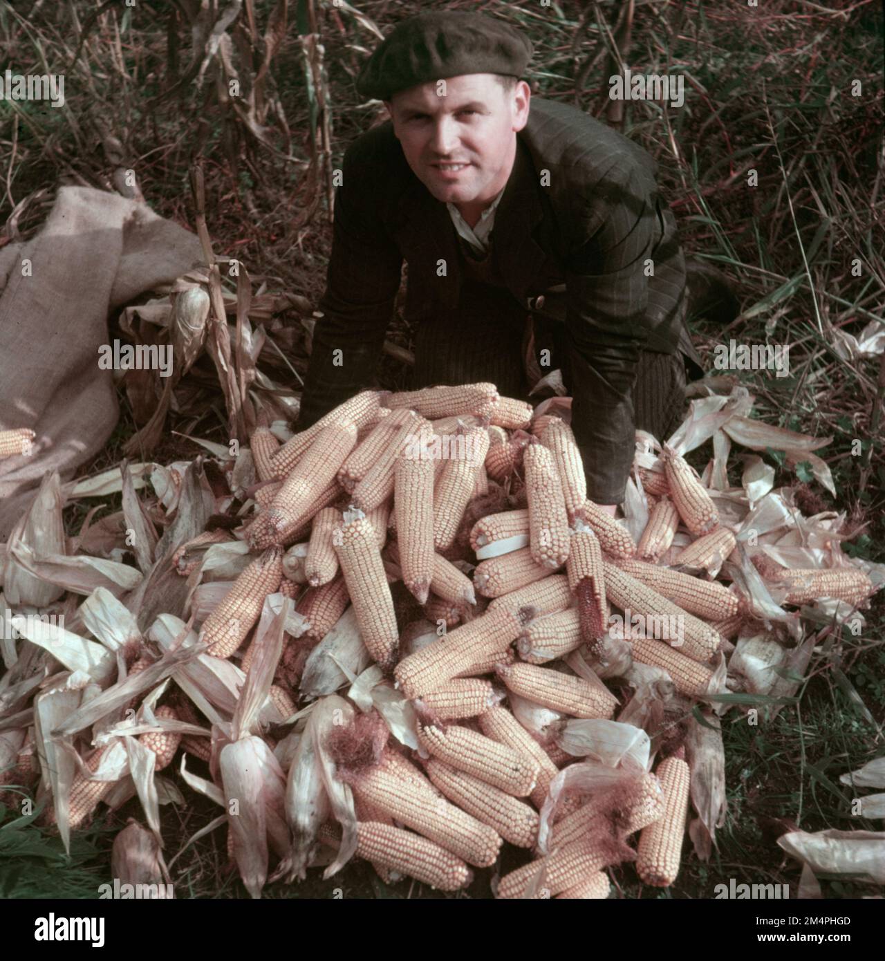 Hybrid Corn - Visit to Mr. Norbert Peymiron at Lyss. Photographs of ...