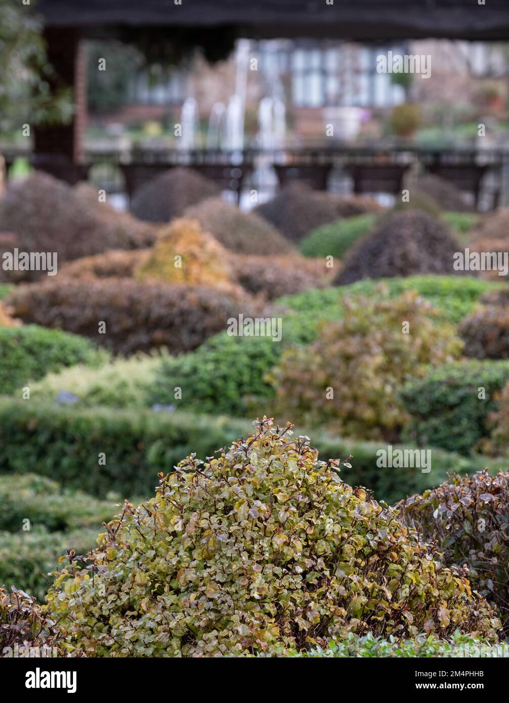 The formal Knot Garden with neat clipped cone shaped topiary bushes and ...