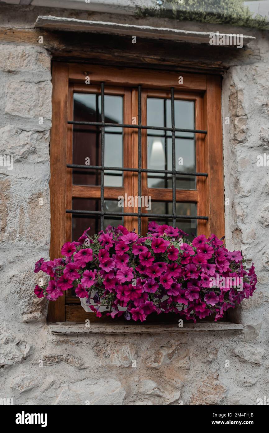 A wooden window with Surfinia flowers on an old stone building with ...