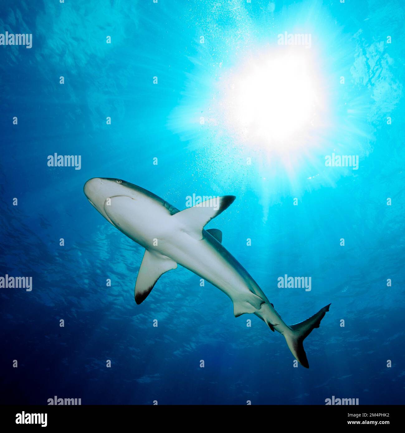 Grey reef shark (Carcharhinus amblyrhynchos) photographed from below ...