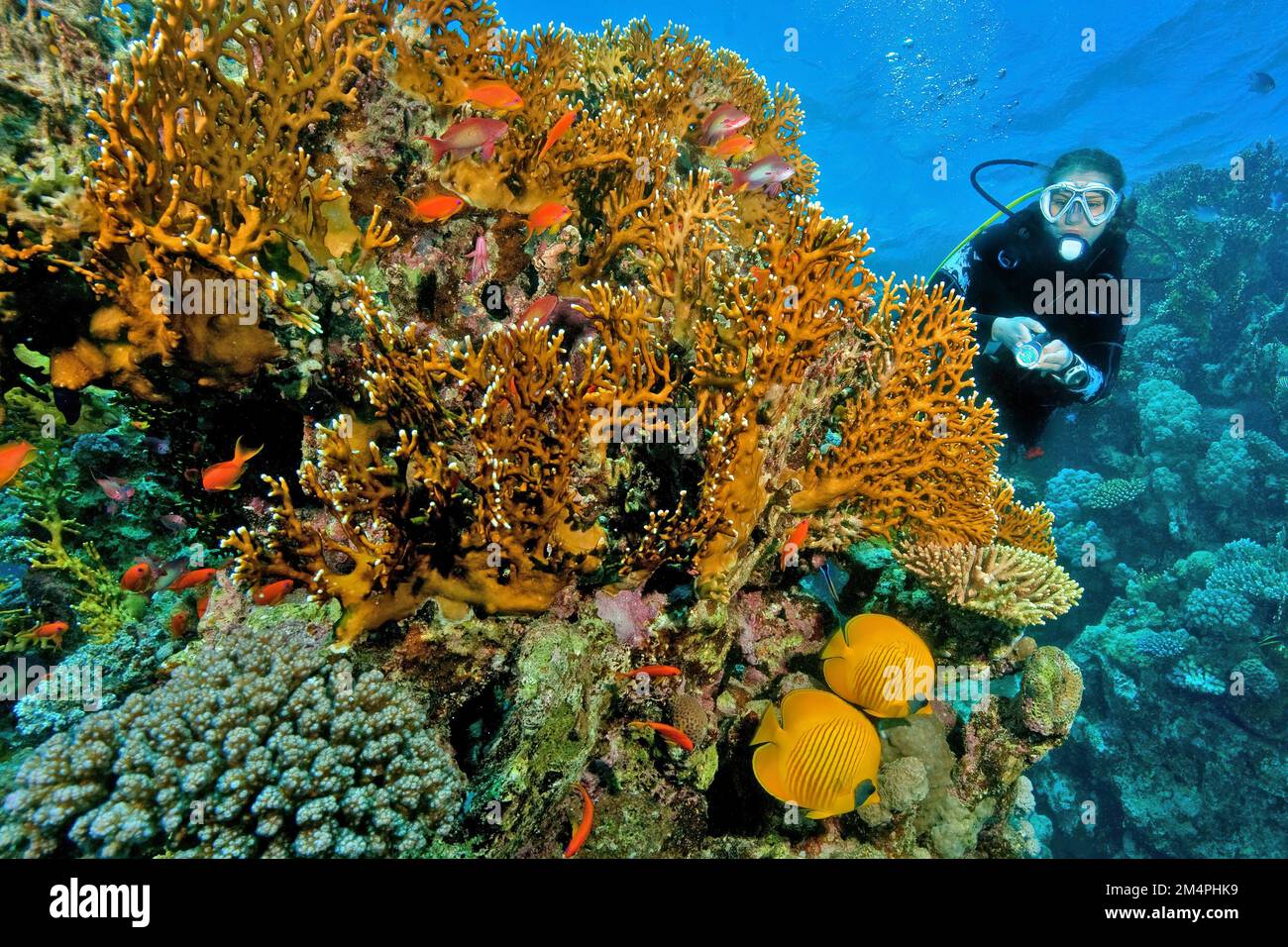 Diver looking at illuminated large net fire coral (Millepora dichotoma ...