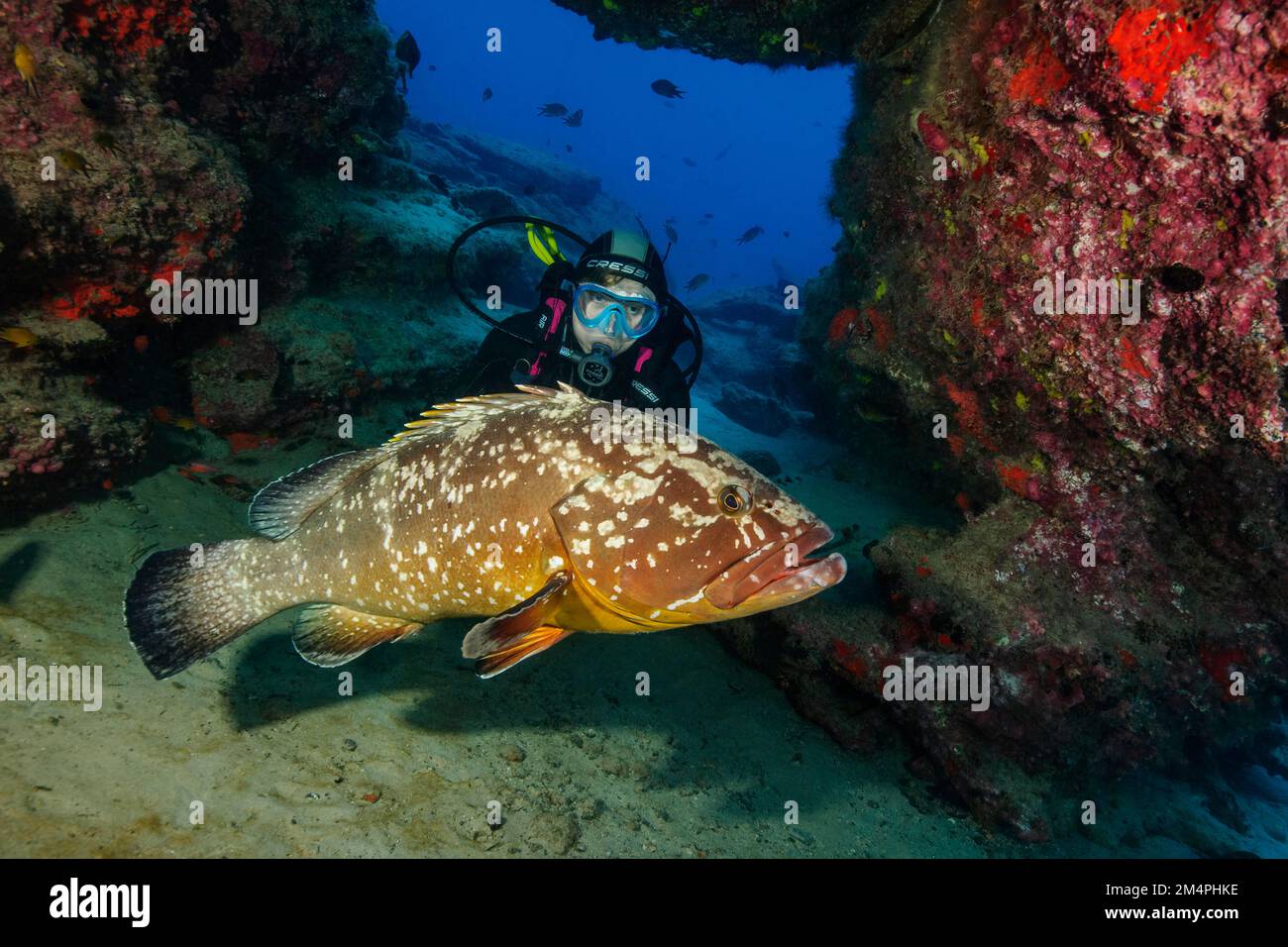 Diver looking at large dusky grouper (Epinephelus marginatus) up close ...