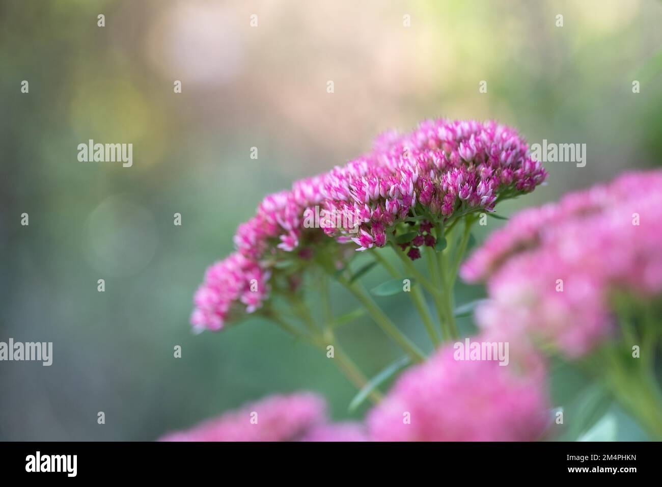 Showy stonecrop (Hylotelephium spectabile), flower of the insect ...