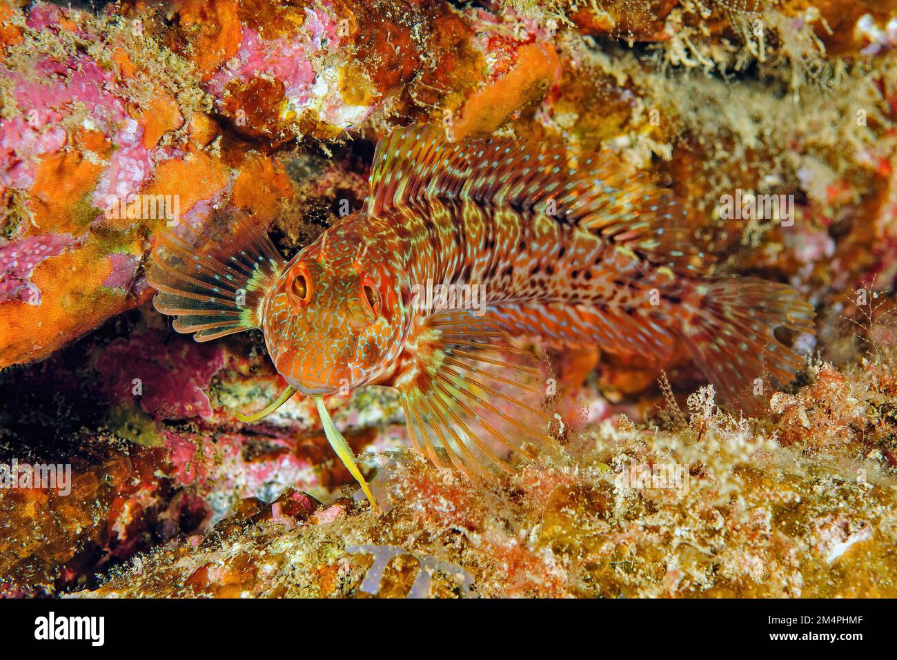Red blenny (Parablennius ruber) spreads all fins shows defensive ...