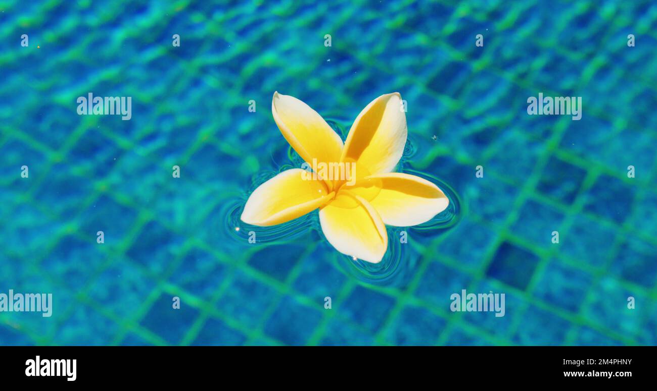 Blue pond background with one flower floats on surface of swimming pool ...