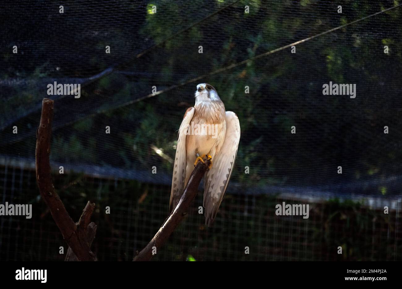 Nankeen Kestrel (Falco cenchroides) at a Wildlife Park in Sydney, NSW ...