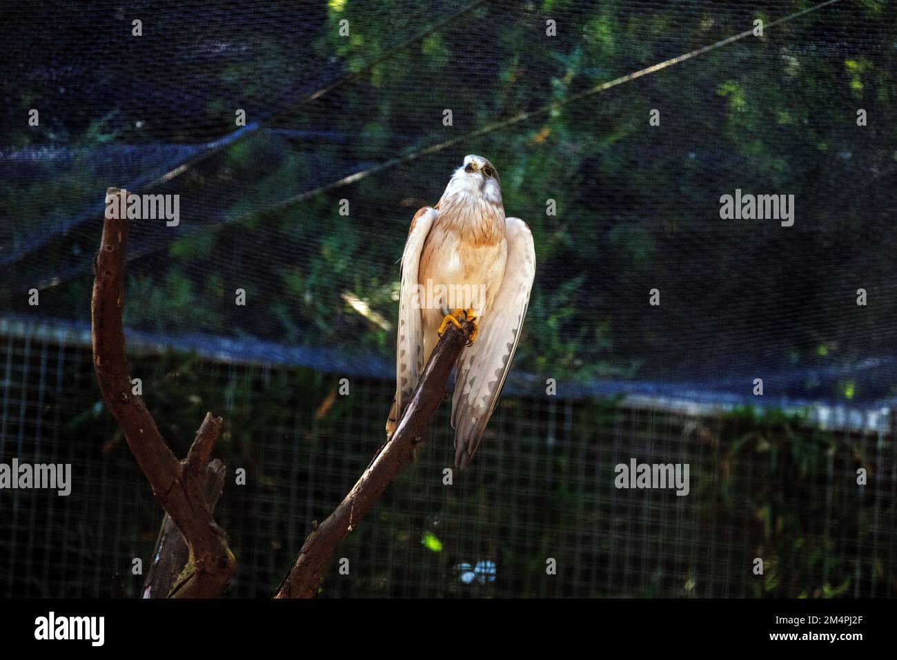 Nankeen Kestrel (Falco cenchroides) at a Wildlife Park in Sydney, NSW ...