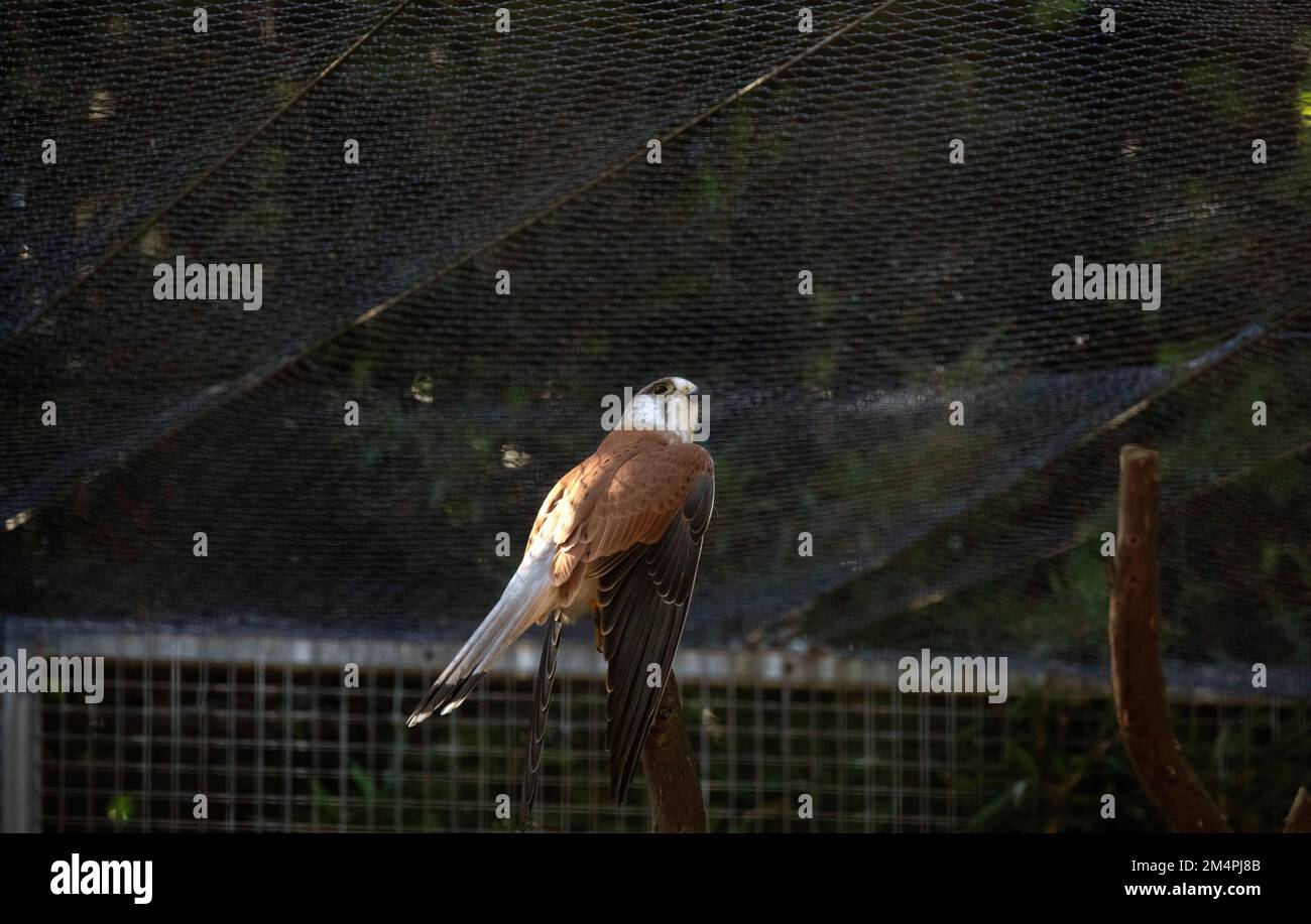 Nankeen Kestrel (Falco cenchroides) at a Wildlife Park in Sydney, NSW ...