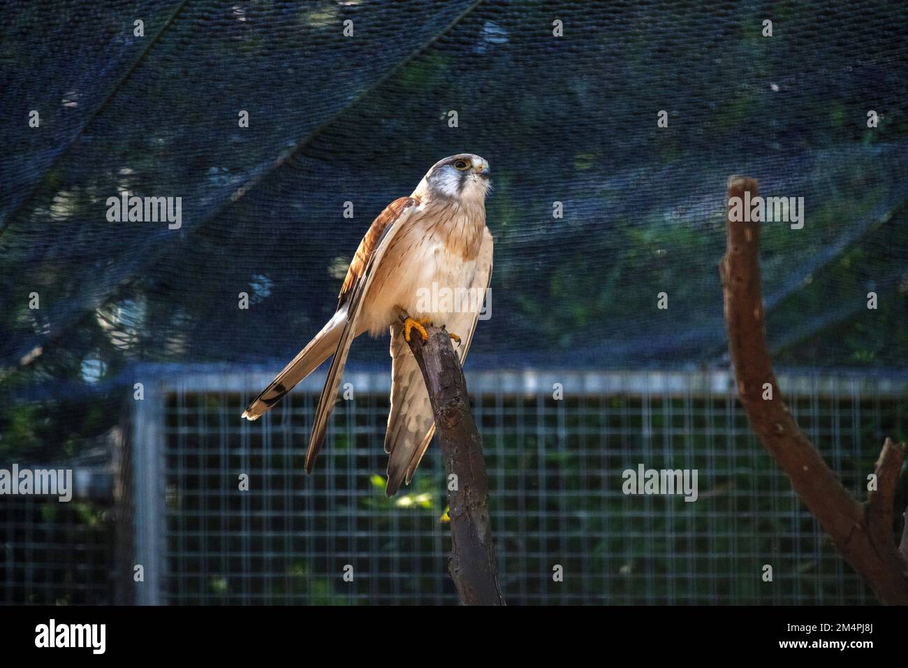 Nankeen Kestrel (Falco cenchroides) at a Wildlife Park in Sydney, NSW ...
