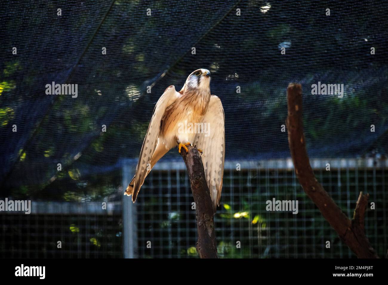 Nankeen Kestrel (Falco cenchroides) at a Wildlife Park in Sydney, NSW ...