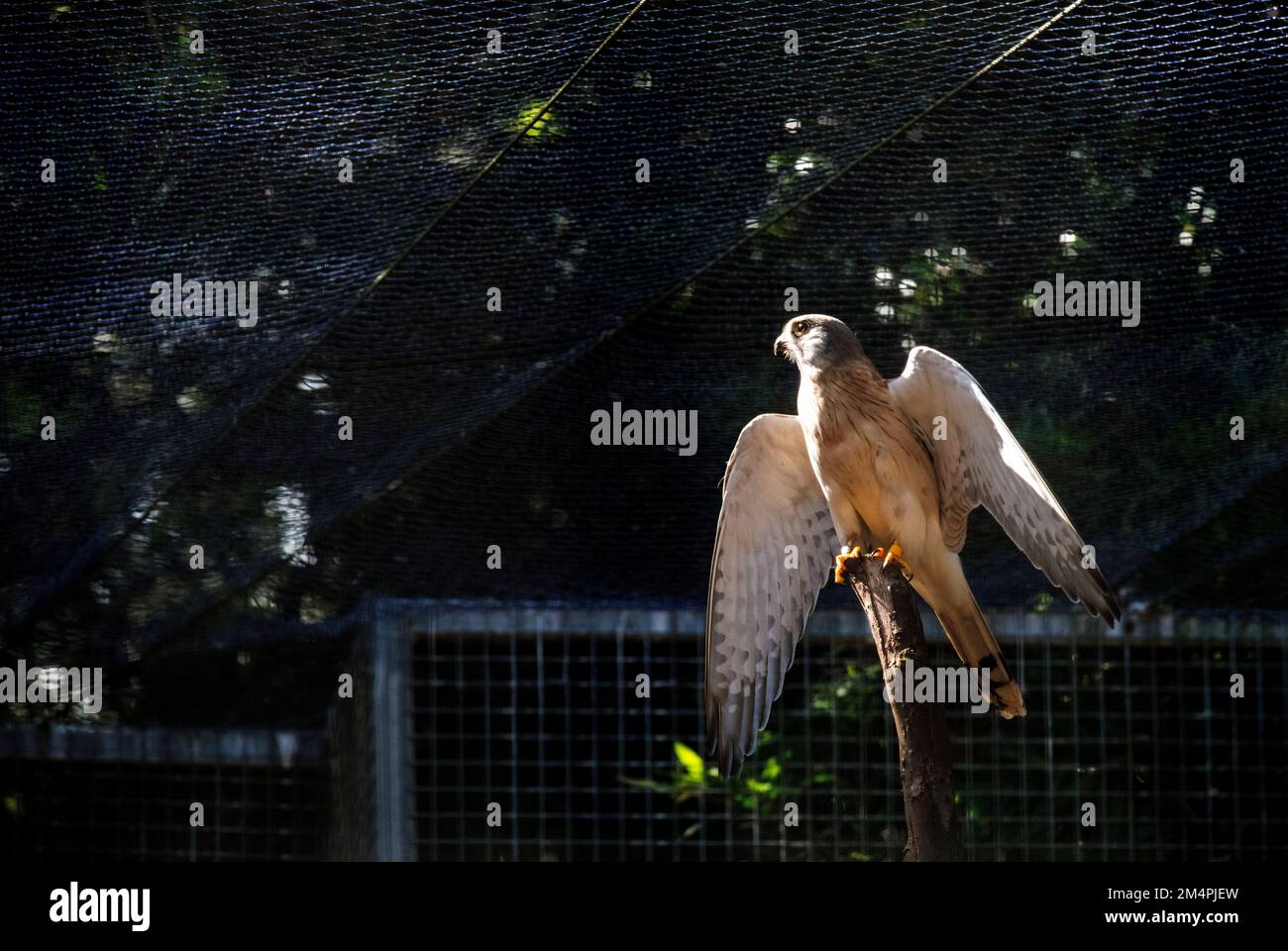 Nankeen Kestrel (Falco cenchroides) at a Wildlife Park in Sydney, NSW ...