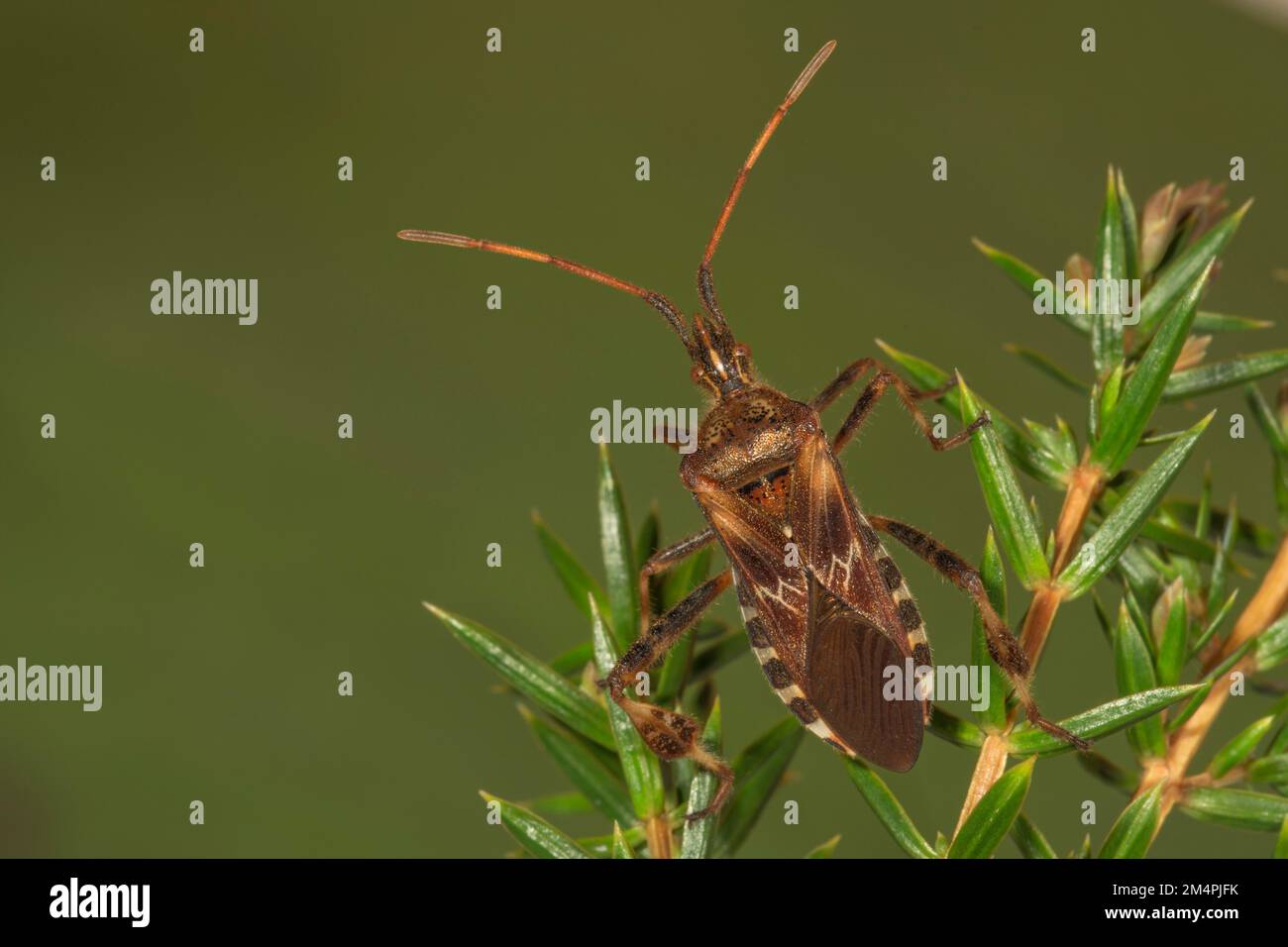 Western conifer seed bug (Leptoglossus occidentalis) on juniper ...