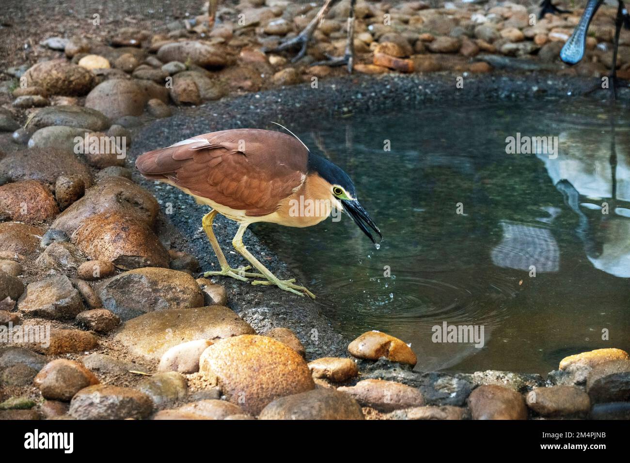 Nankeen Night Heron (Nycticorax caledonicus) drinking water at a ...