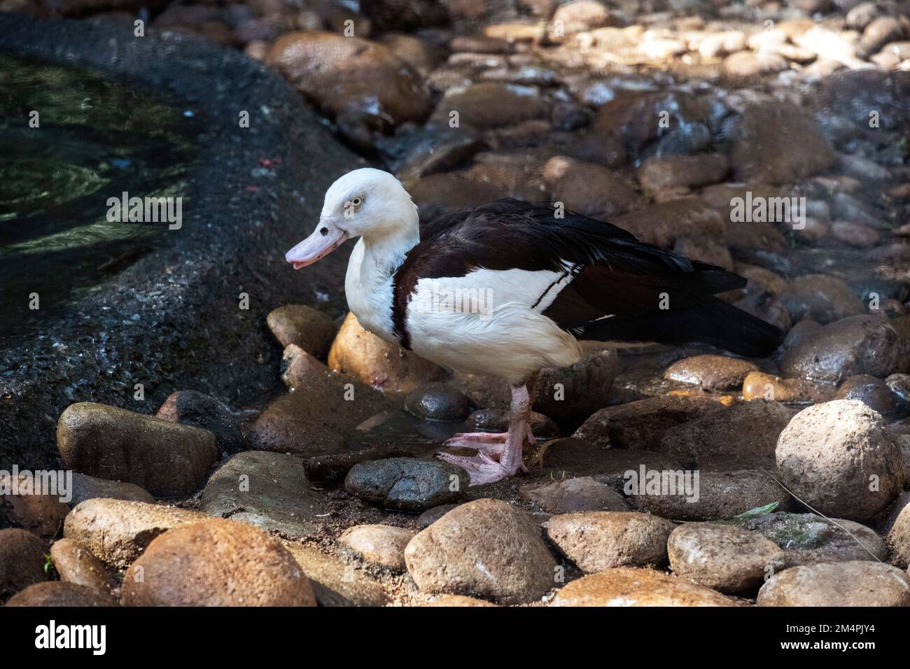 Radjah shelduck (Radjah radjah) at a Wildlife Park in Sydney, NSW ...